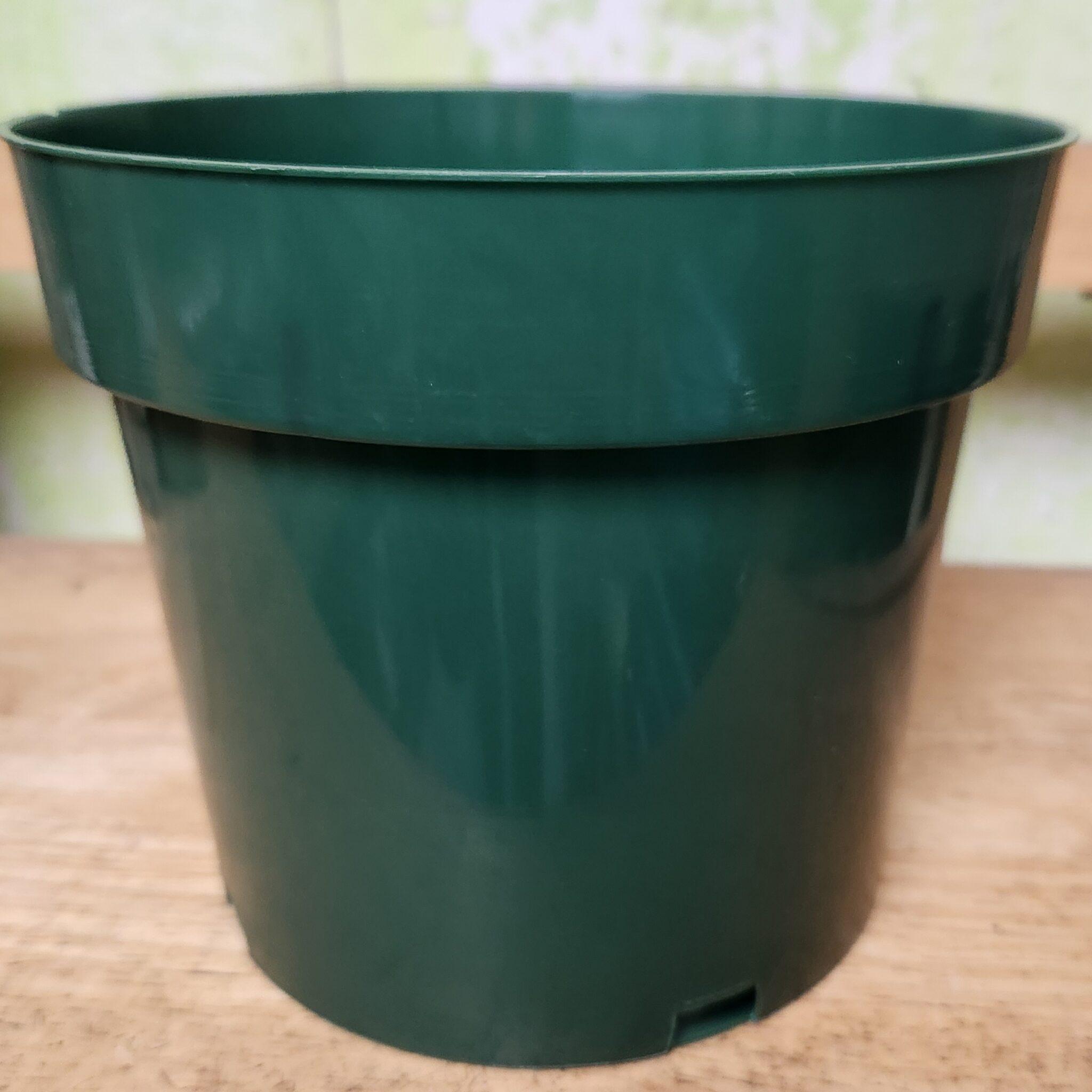 Green Plastic Pot 6"x6" high - Green Barn Orchid and Aroid Supplies